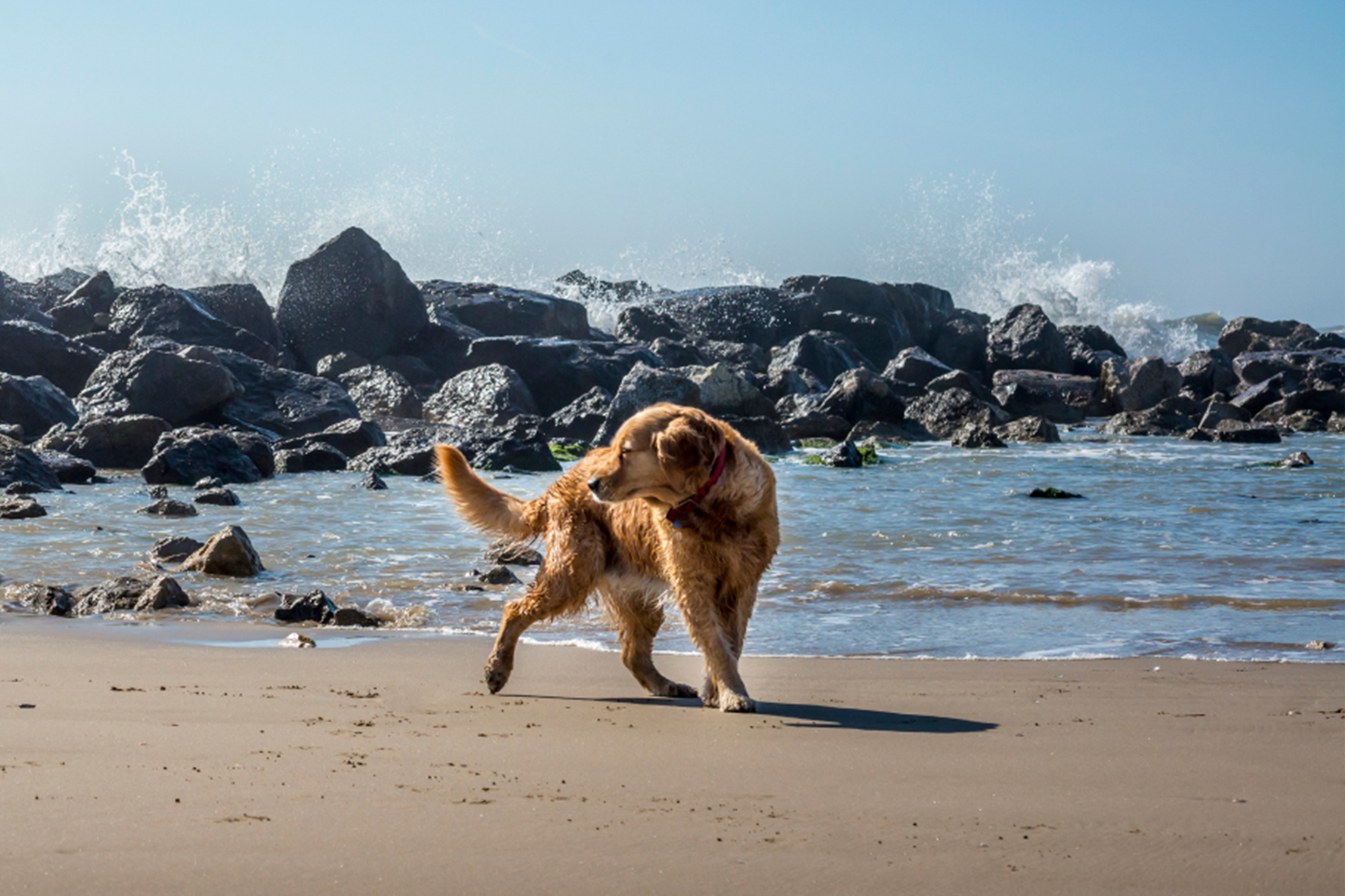 Tui Urlaub Mit Hund 1